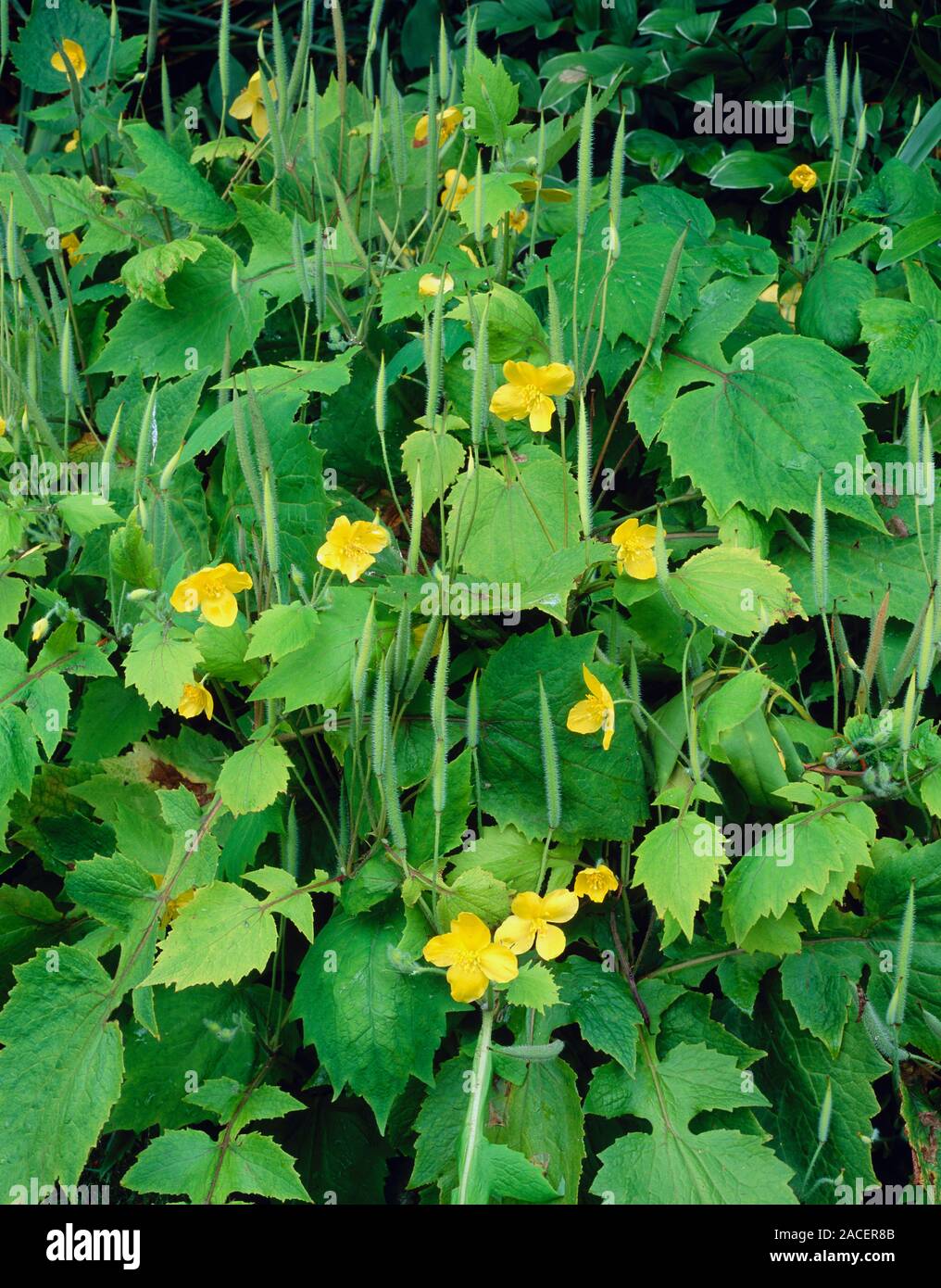 Chinese celandine poppy (Stylophorum lasiocarpum Stock Photo - Alamy
