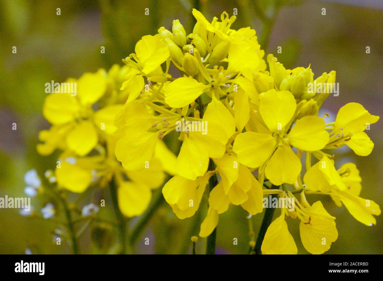 Charlock (Sinapis arvensis Stock Photo - Alamy