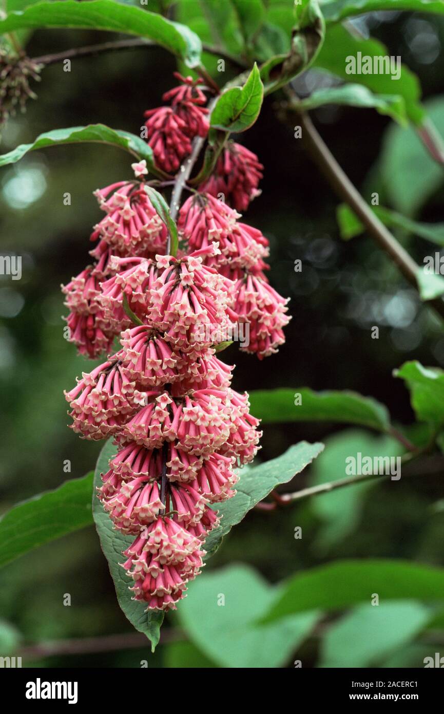 Nodding lilac flowers (Syringa reflexa). Photographed in the Royal ...