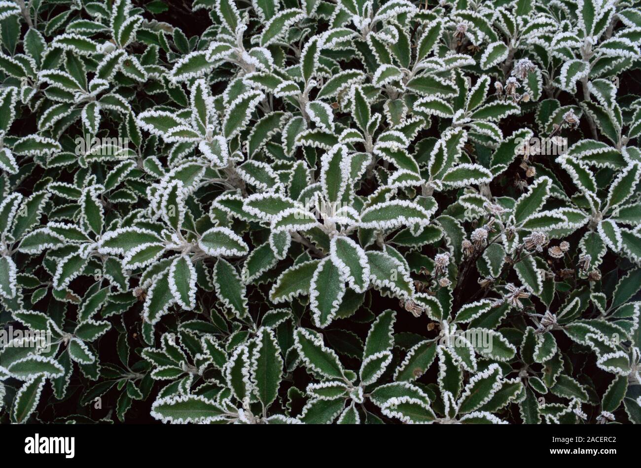 Senecio plant (Senecio monroi). This plant is native to New Zealand ...
