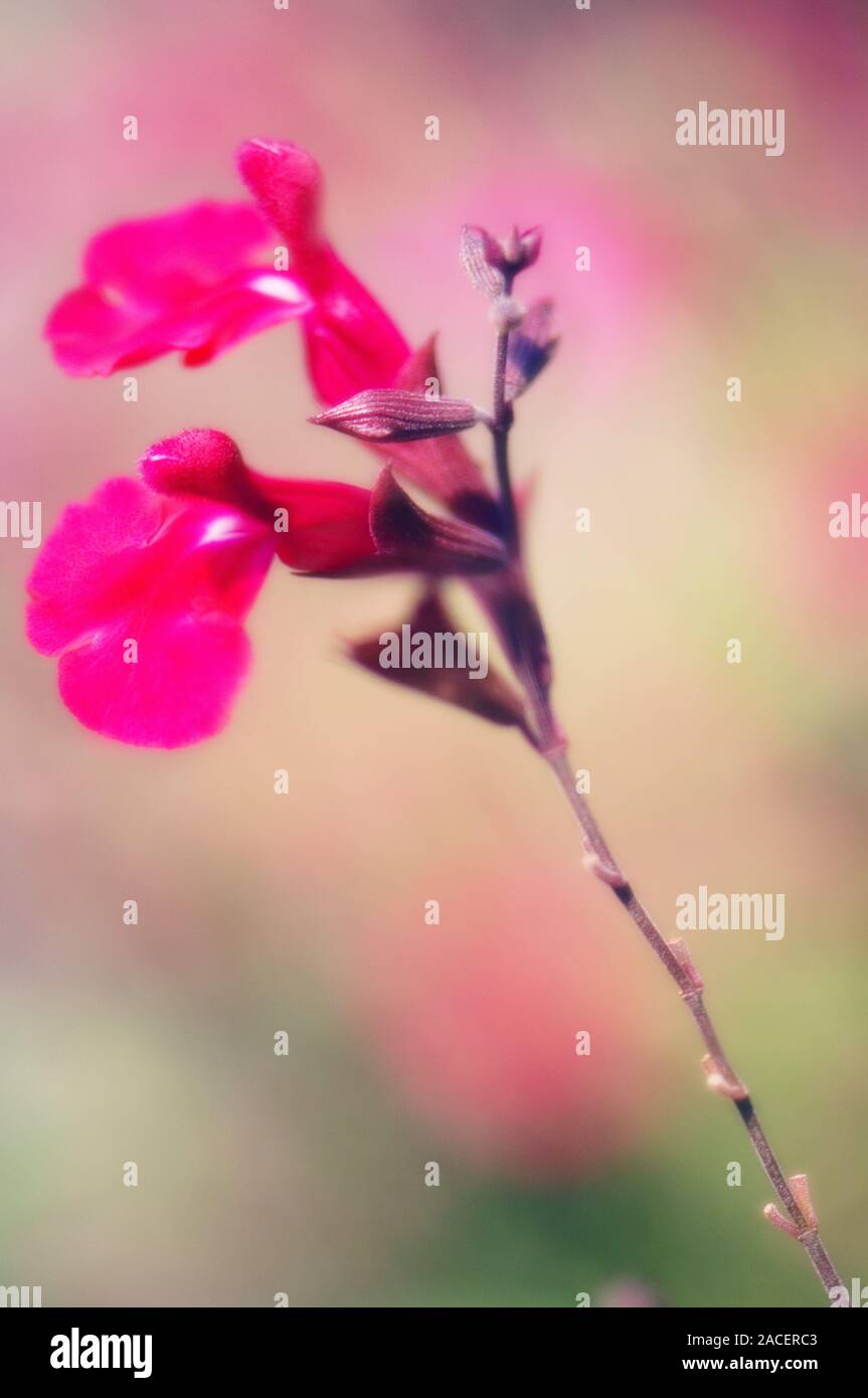 Autumn sage flowers (Salvia greggii). This flower is native to Texas ...
