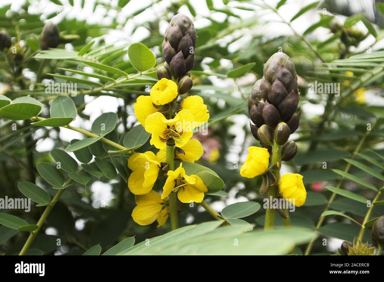 Popcorn cassia (Senna didymobotrya Stock Photo - Alamy