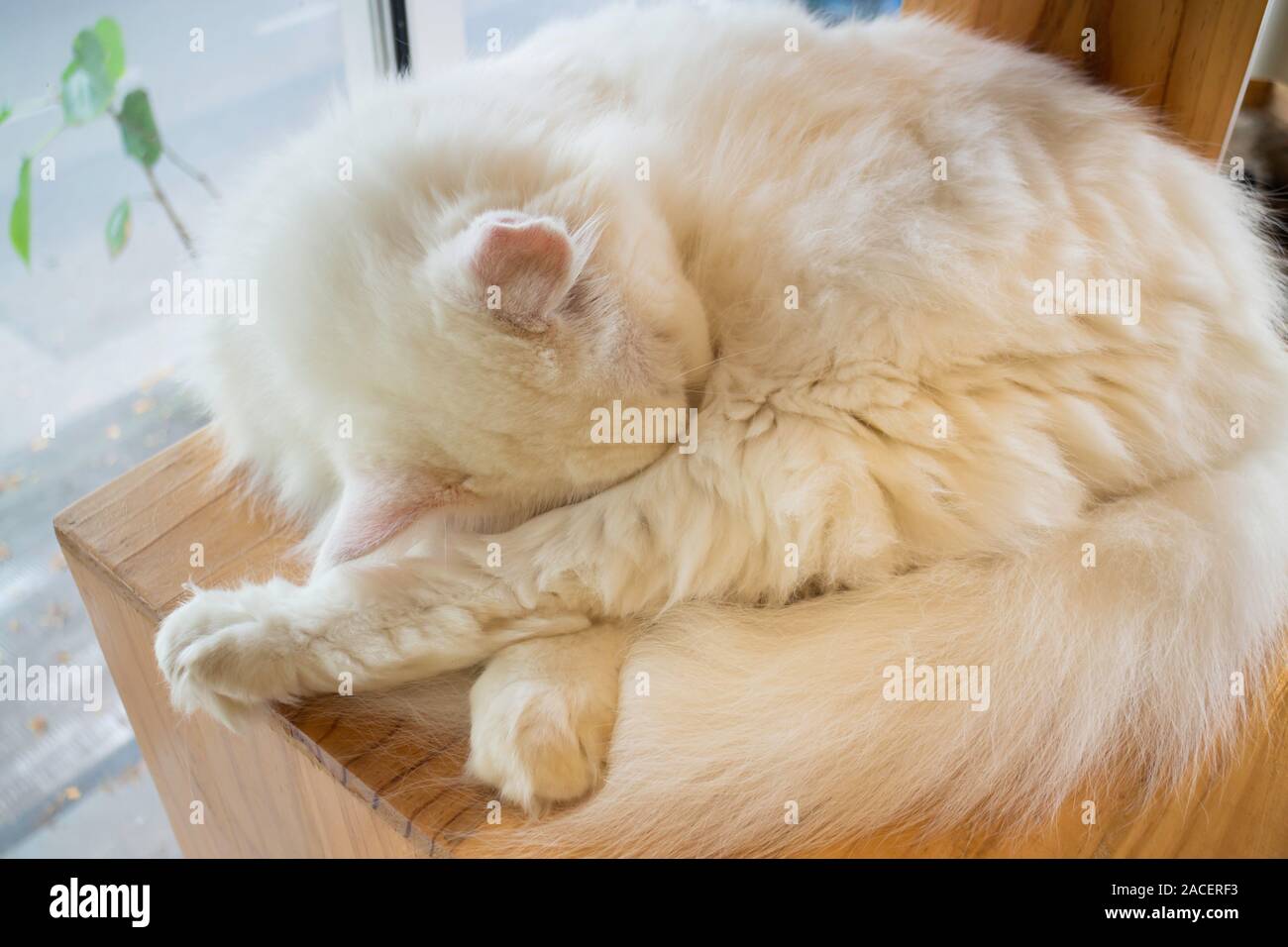 Chilled out cat hi-res stock photography and images - Alamy