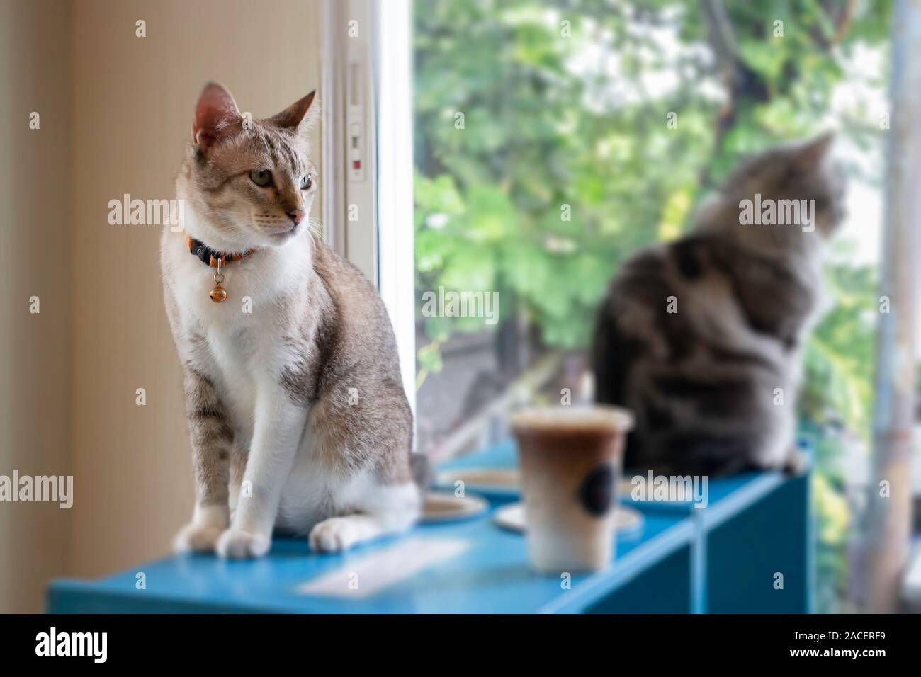 Chilled out cat hi-res stock photography and images - Alamy