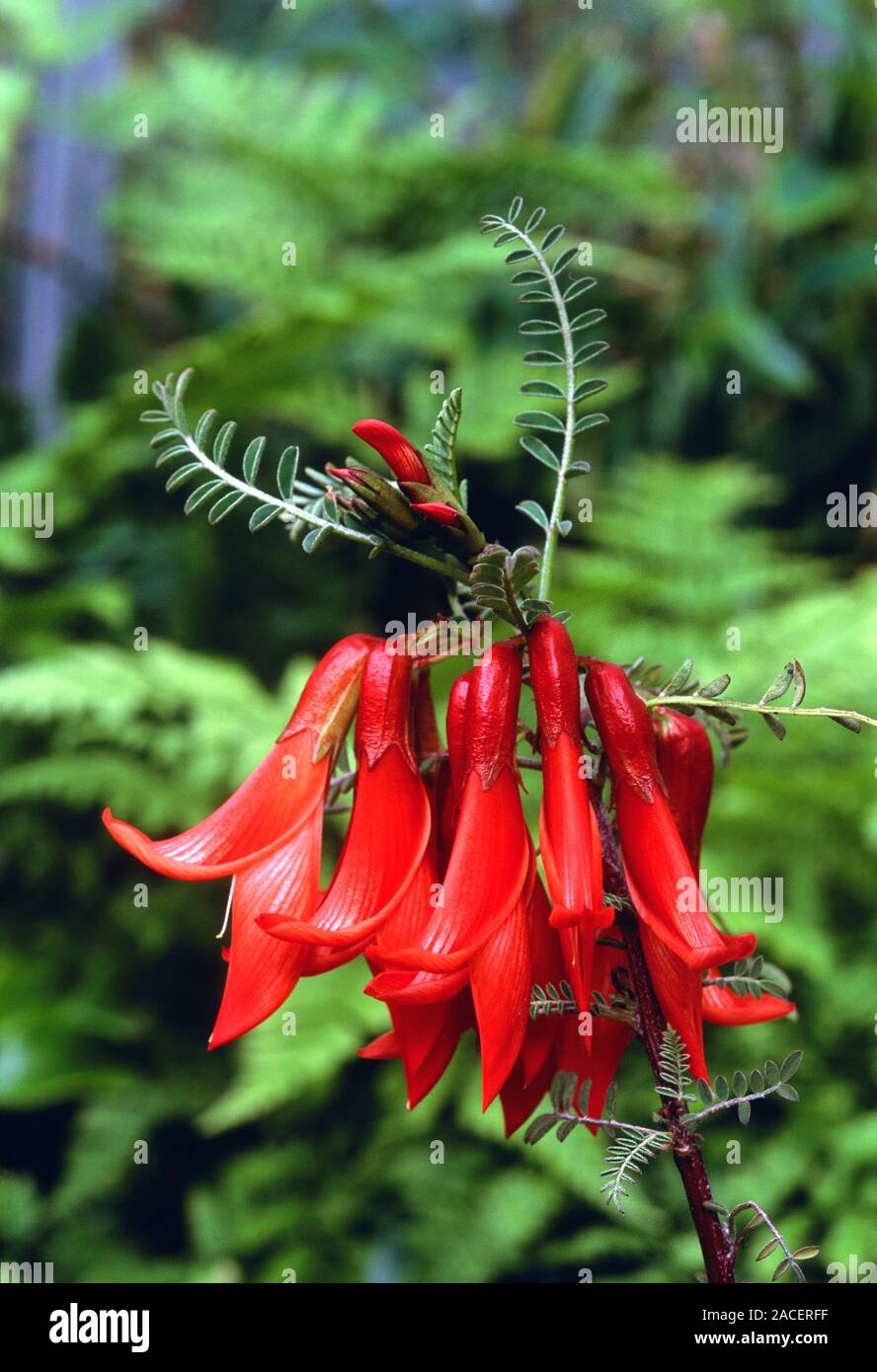 Sutherlandia flowers (Sutherlandia montana). Photographed in the Royal ...