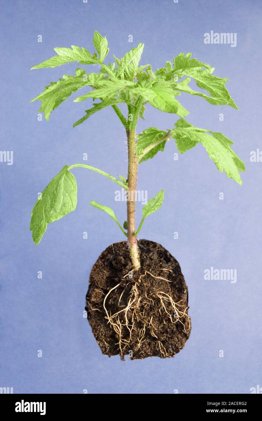 Tomato plant (Solanum lycopersicum). Aerial parts and root system of a ...