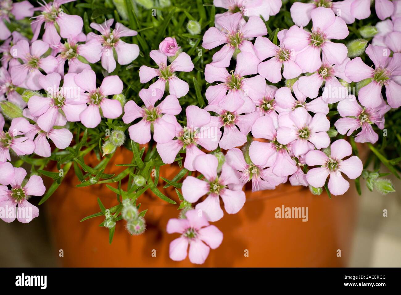 Soapwort flowers (Saponaria x olivaria) in a plant pot. These flowers ...