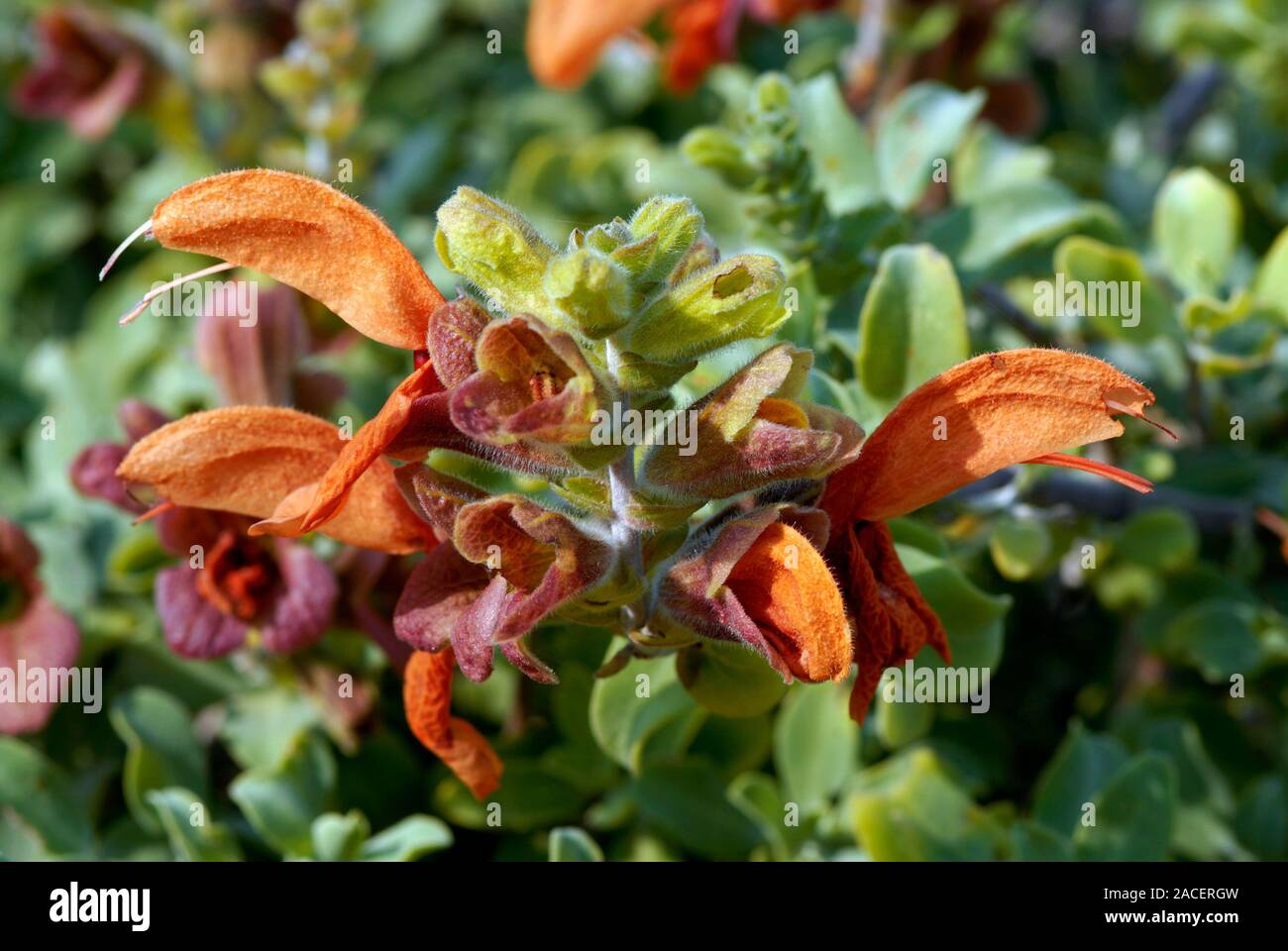 Sutherlandia flowers (Sutherlandia frutescens). Photographed at De Hoop ...