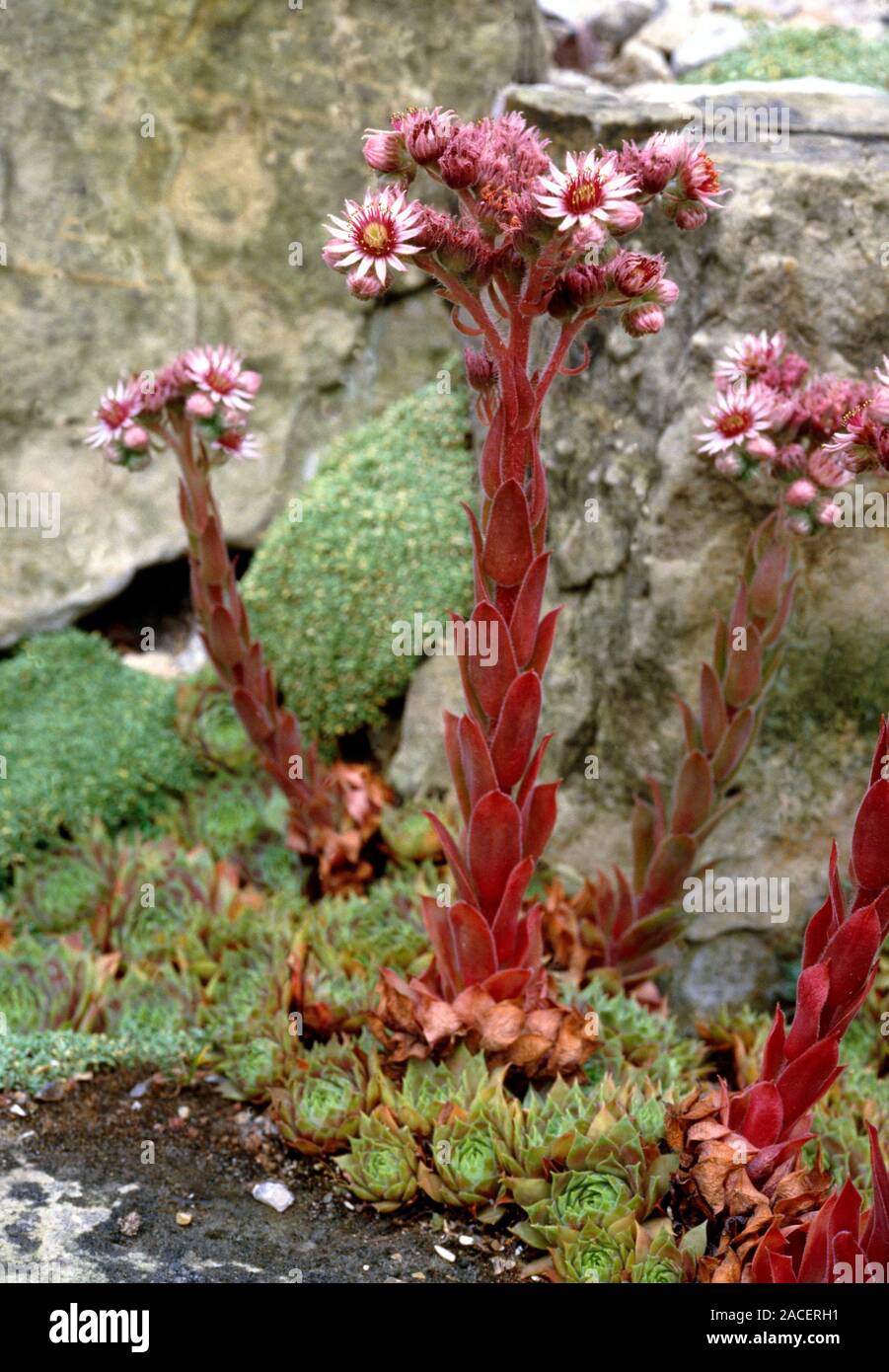 Common houseleek flowers (Sempervivum tectorum Stock Photo - Alamy