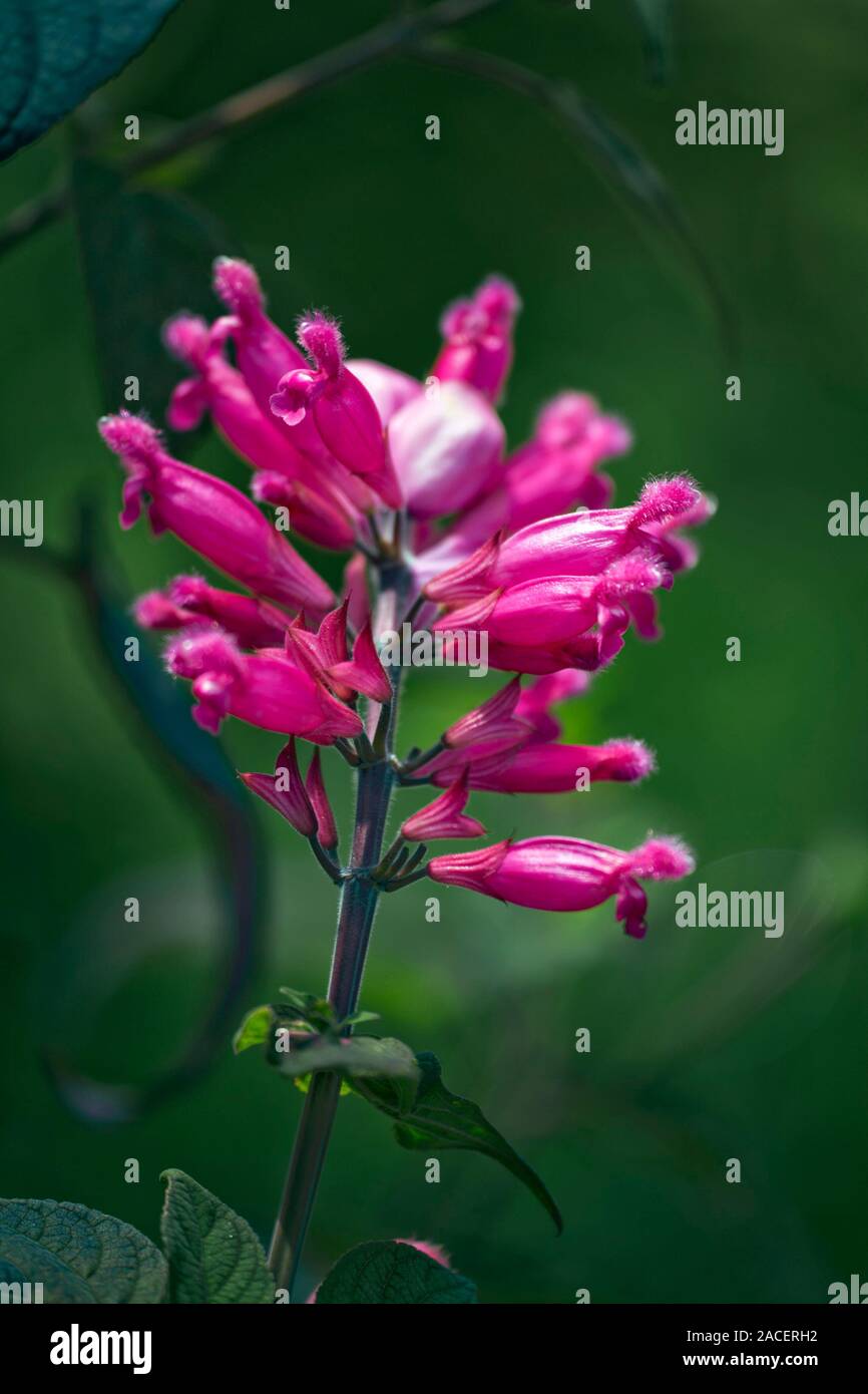 Rosy-leaf sage flowers (Salvia involucrata Stock Photo - Alamy