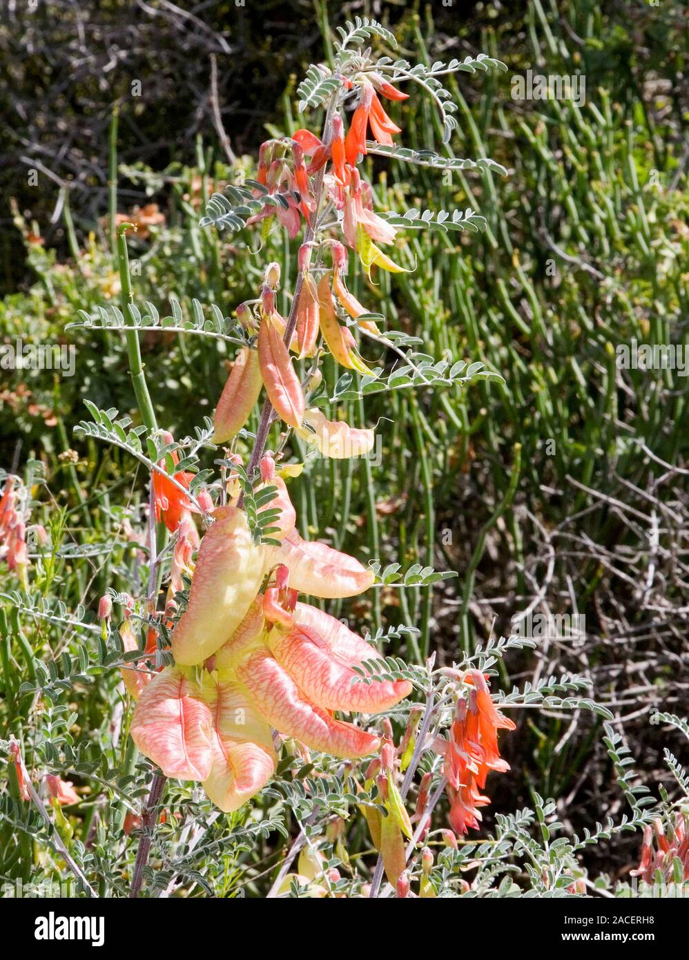 Cancer bush flowers (Sutherlandia frutescens). This plant is reported ...