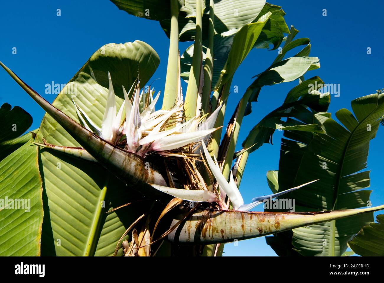 White bird of paradise flowers (Strelitzia nicolai). This plant is ...