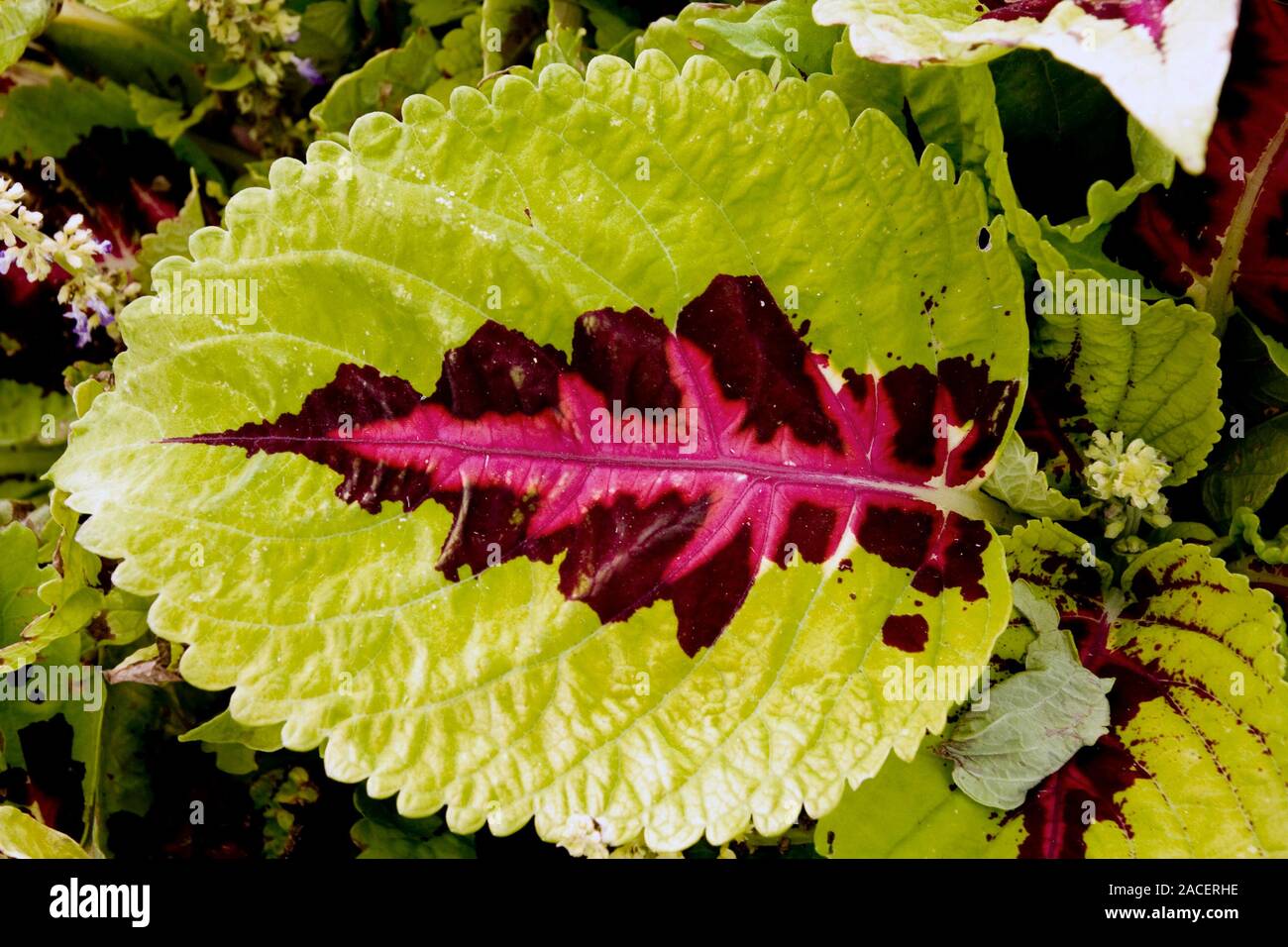 Coleus (Solenostemon 'Kong Rose' Stock Photo - Alamy