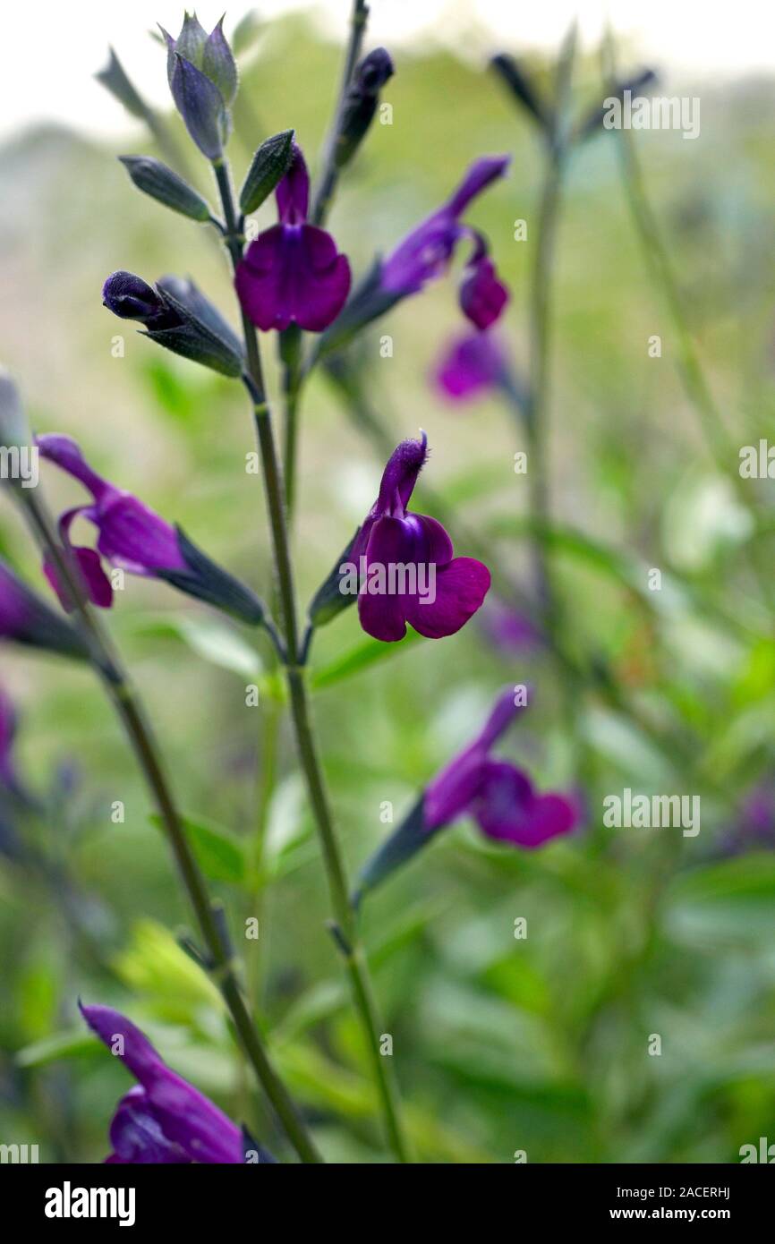 Autumn sage flowers (Salvia greggii 'Navajo Dark Purple'). Photographed ...