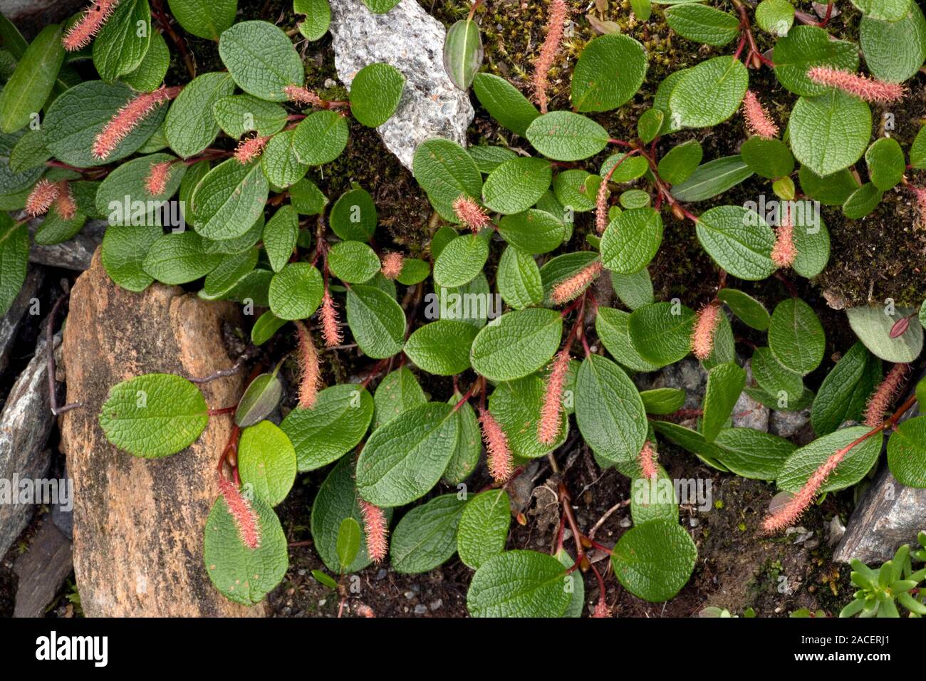 Net-leaved willow (Salix reticulata) in flower. Photographed in July ...
