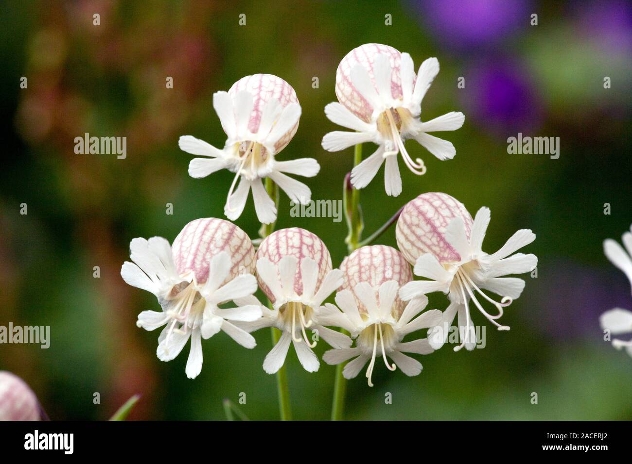 Bladder campion flowers (Silene vulgaris). Photographed in July Stock ...