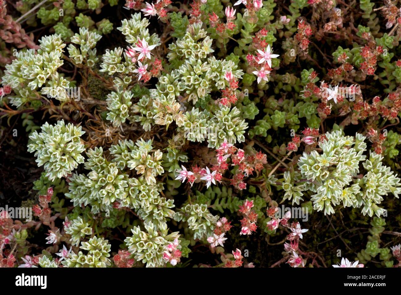Perennial knawel (Scleranthus perennis). The flowers of this plant have ...