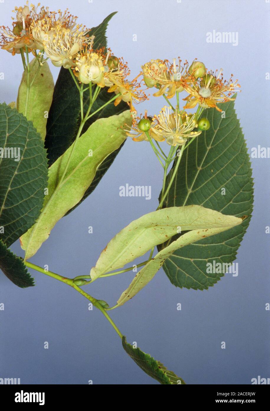 Large-leaved lime (Tilia platyphyllos). Flowers with fruit being formed ...