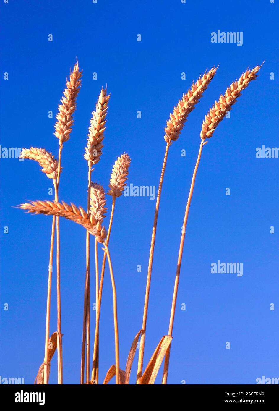 Bread wheat (Triticum aestivum Stock Photo - Alamy