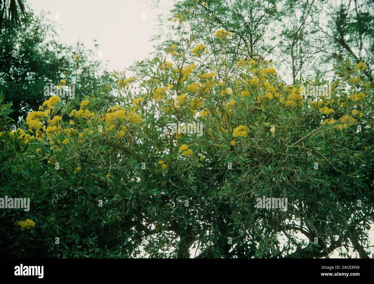 Yellow poui (Tabebuia serratifolia). Photographed on Kitchener Island ...