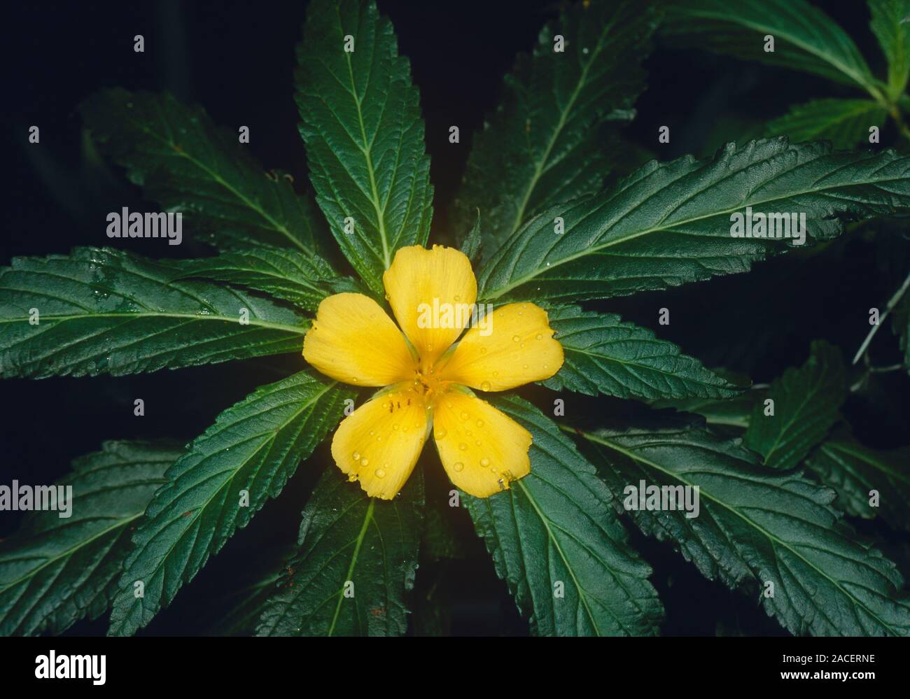 Yellow alder flower (Turnera ulmifolia var. angustifolia Stock Photo ...