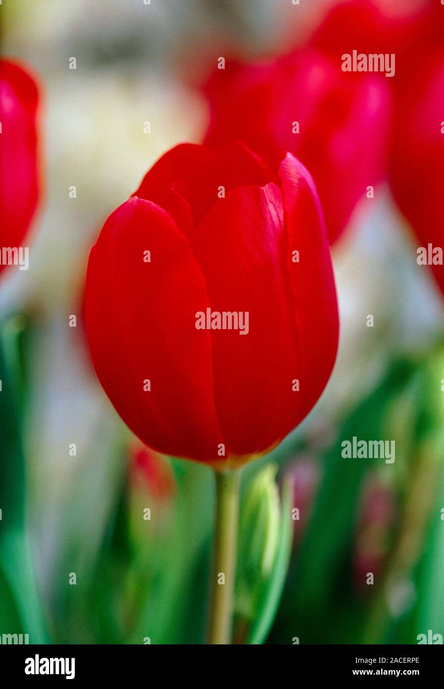 Tulip flowers (Tulipa 'Mary Go Round' Stock Photo - Alamy