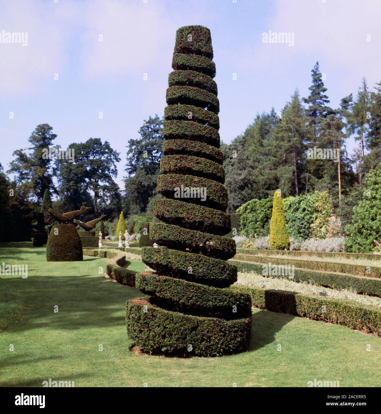 TOPIARY Spiral tall columnar tree at Cliveden Stock Photo - Alamy