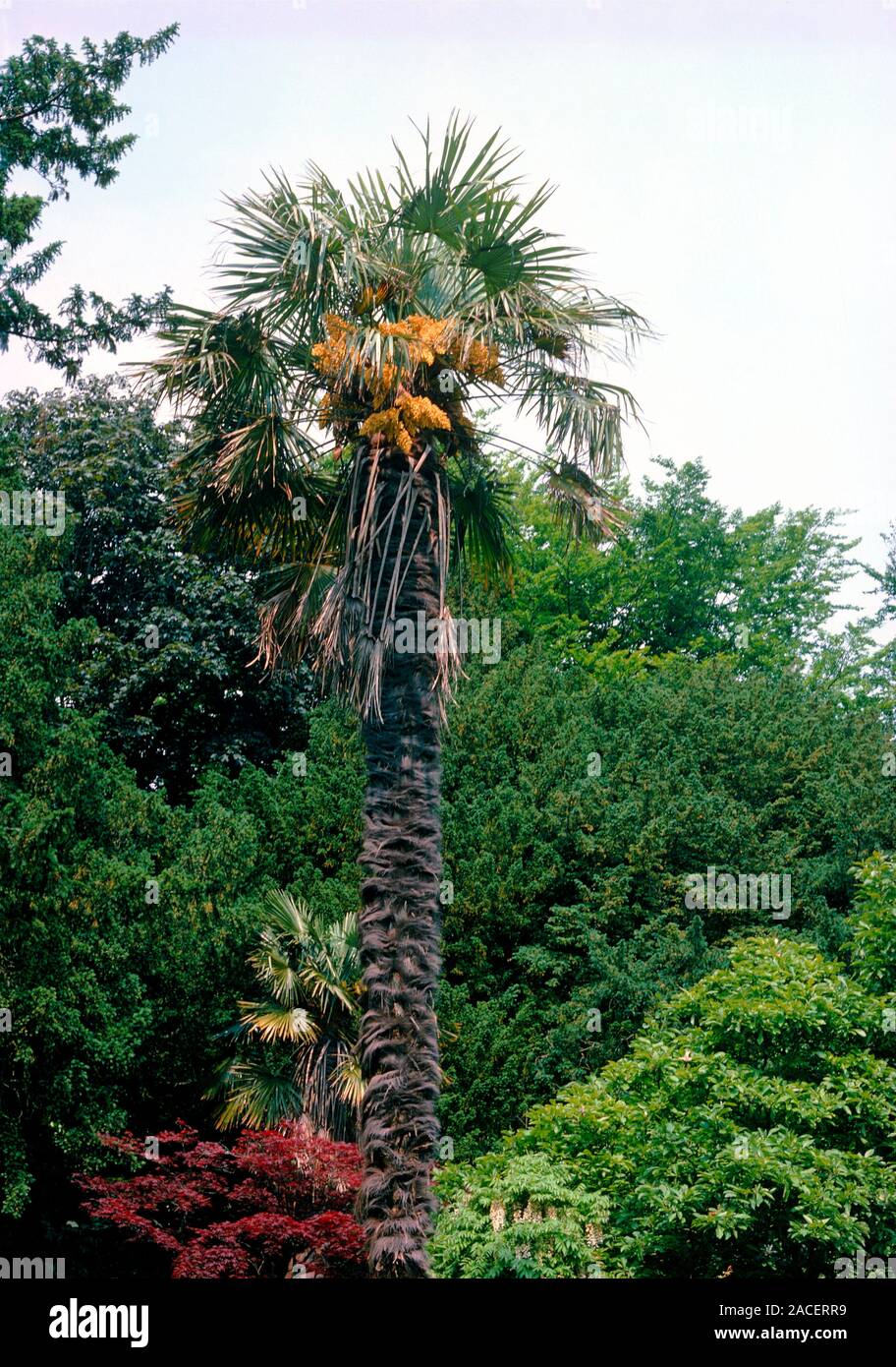 Chusan palm (Trachycarpus fortunei). Large specimen in a garden Stock ...
