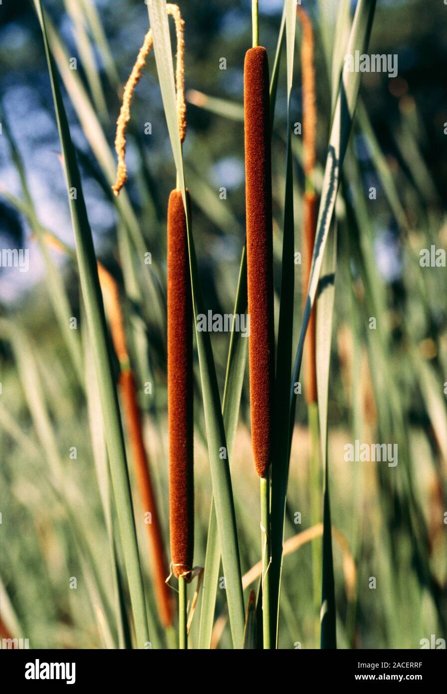 Lesser Bulrush (Typha angustifolia). Brown female, sausage-shaped ...