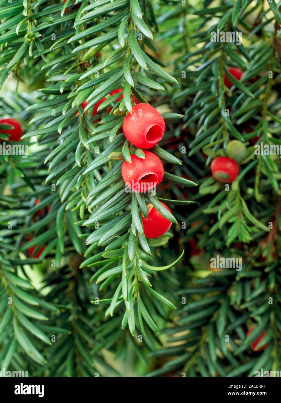 Taxus baccata. Close up of foliage and red berries Stock Photo - Alamy