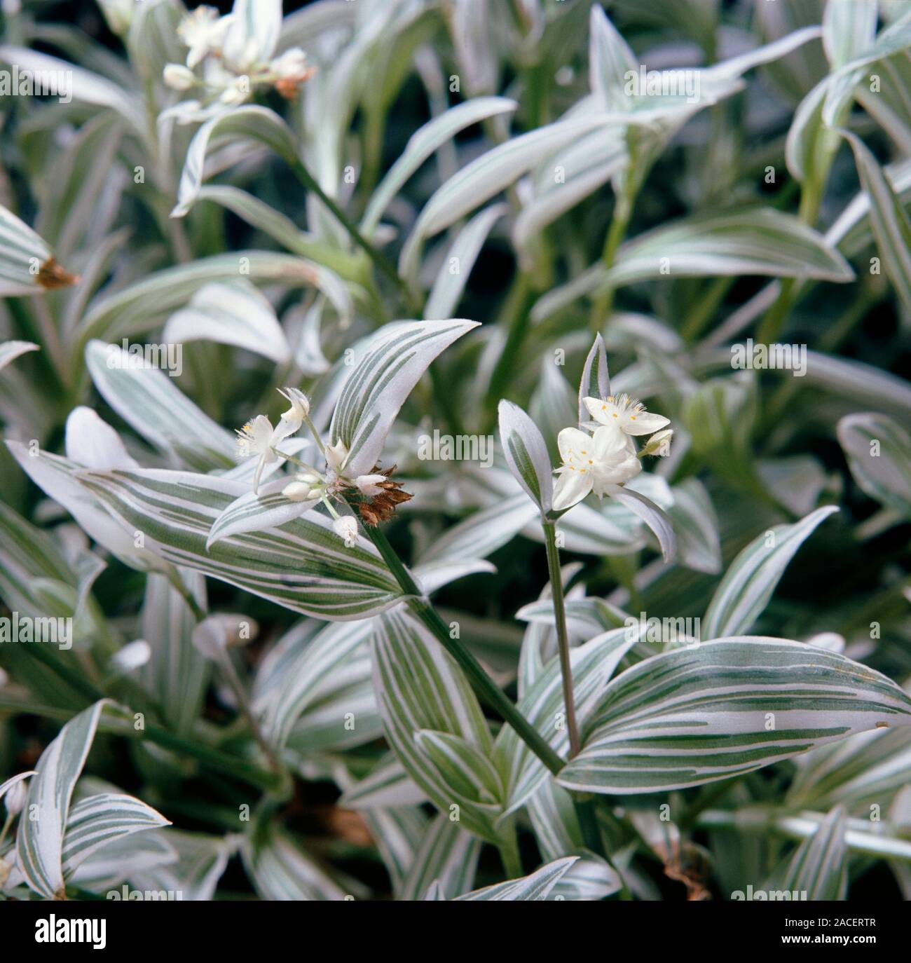 Tradescantia fluminensis 'Quicksilver'. Closeup of flowers and ...