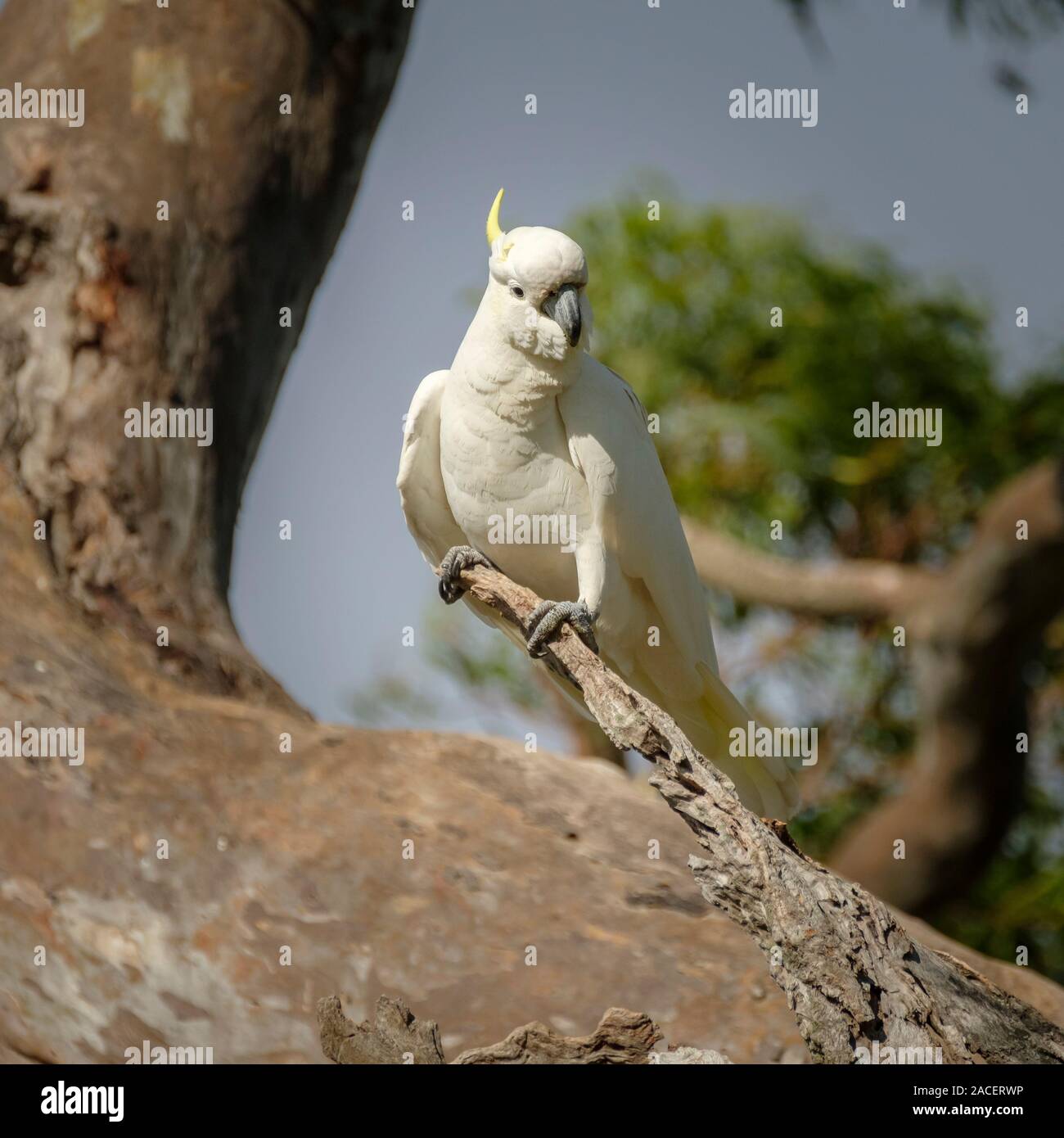 Sulphur Crested Cockatoo - By the Condamine River in Warwick Stock ...