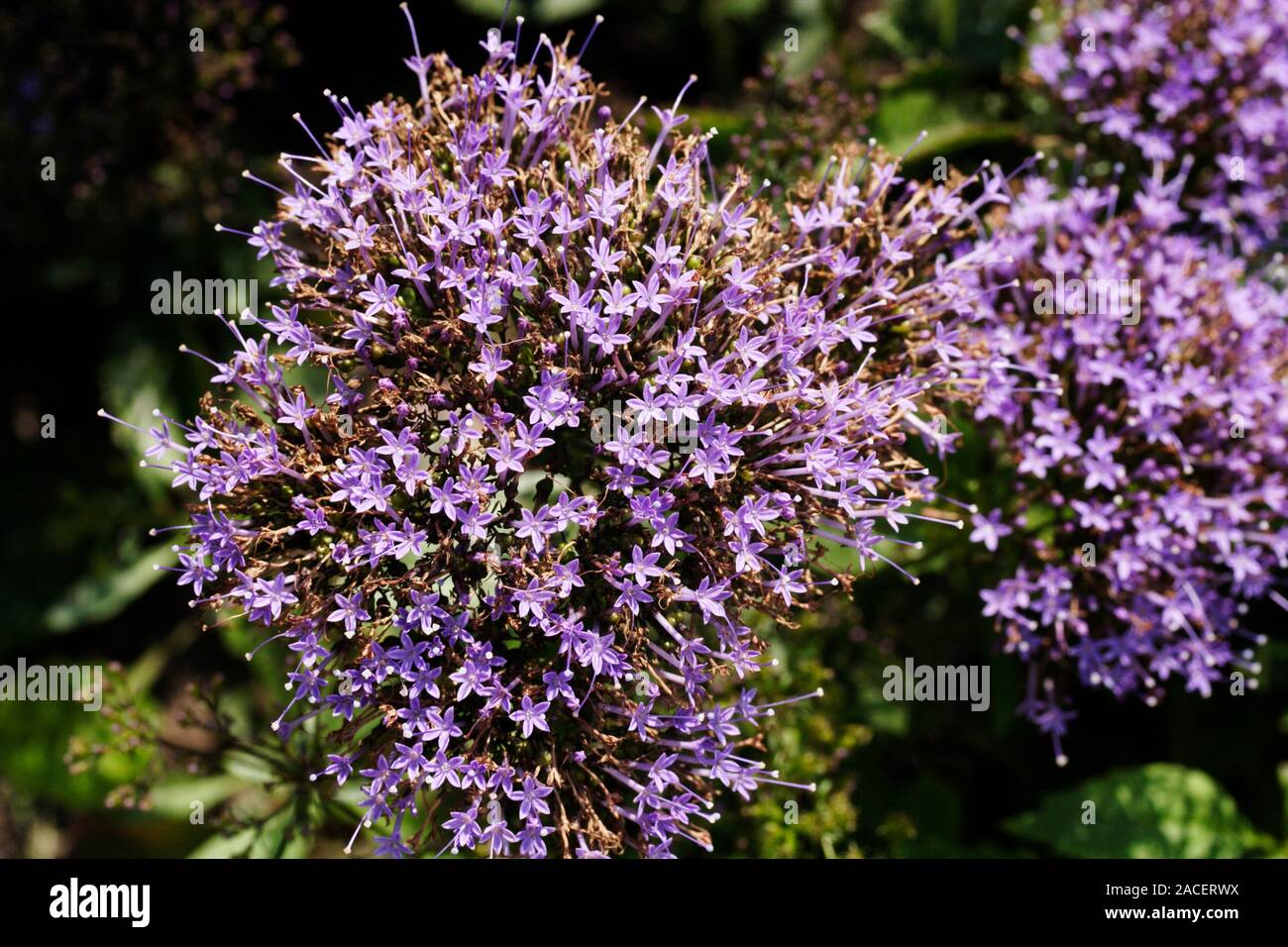 Throatwort flowers (Trachelium caeruleum 'Devotion Blue' Stock Photo ...
