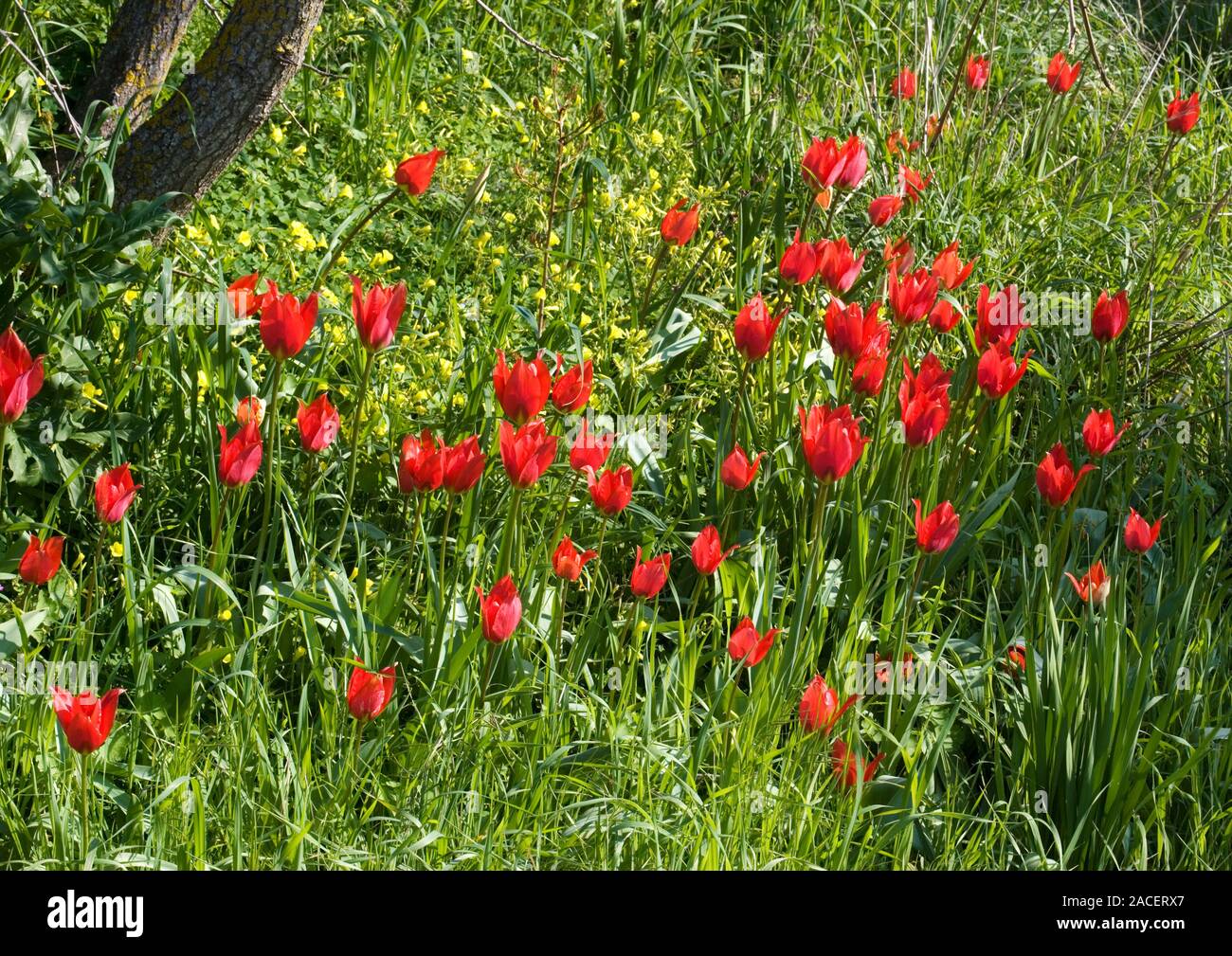 Wild tulip flowers (Tulipa praecox). Photographed on Chios, a Greek ...
