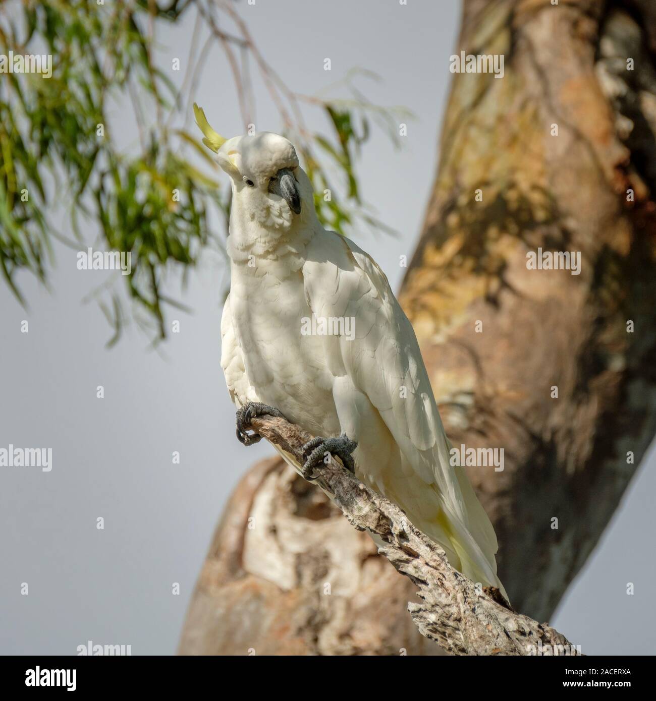 Sulphur Crested Cockatoo - By the Condamine River in Warwick Stock ...