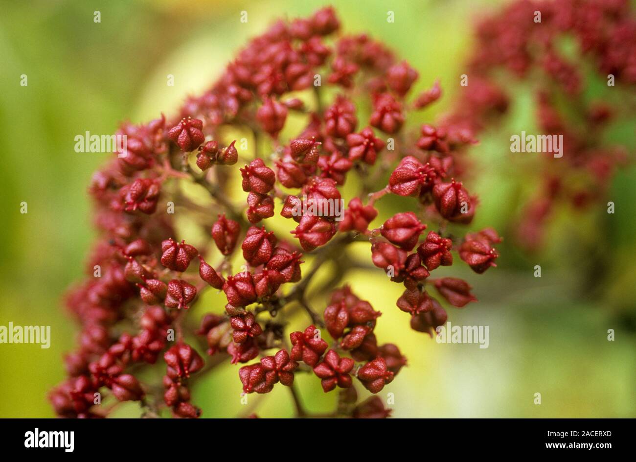 Bee-bee tree flowers (Tetradium daniellii Stock Photo - Alamy