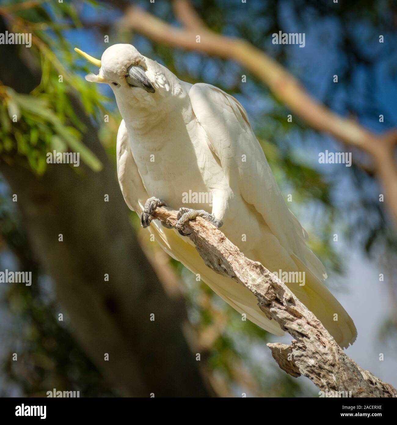 Sulphur Crested Cockatoo - By the Condamine River in Warwick Stock ...