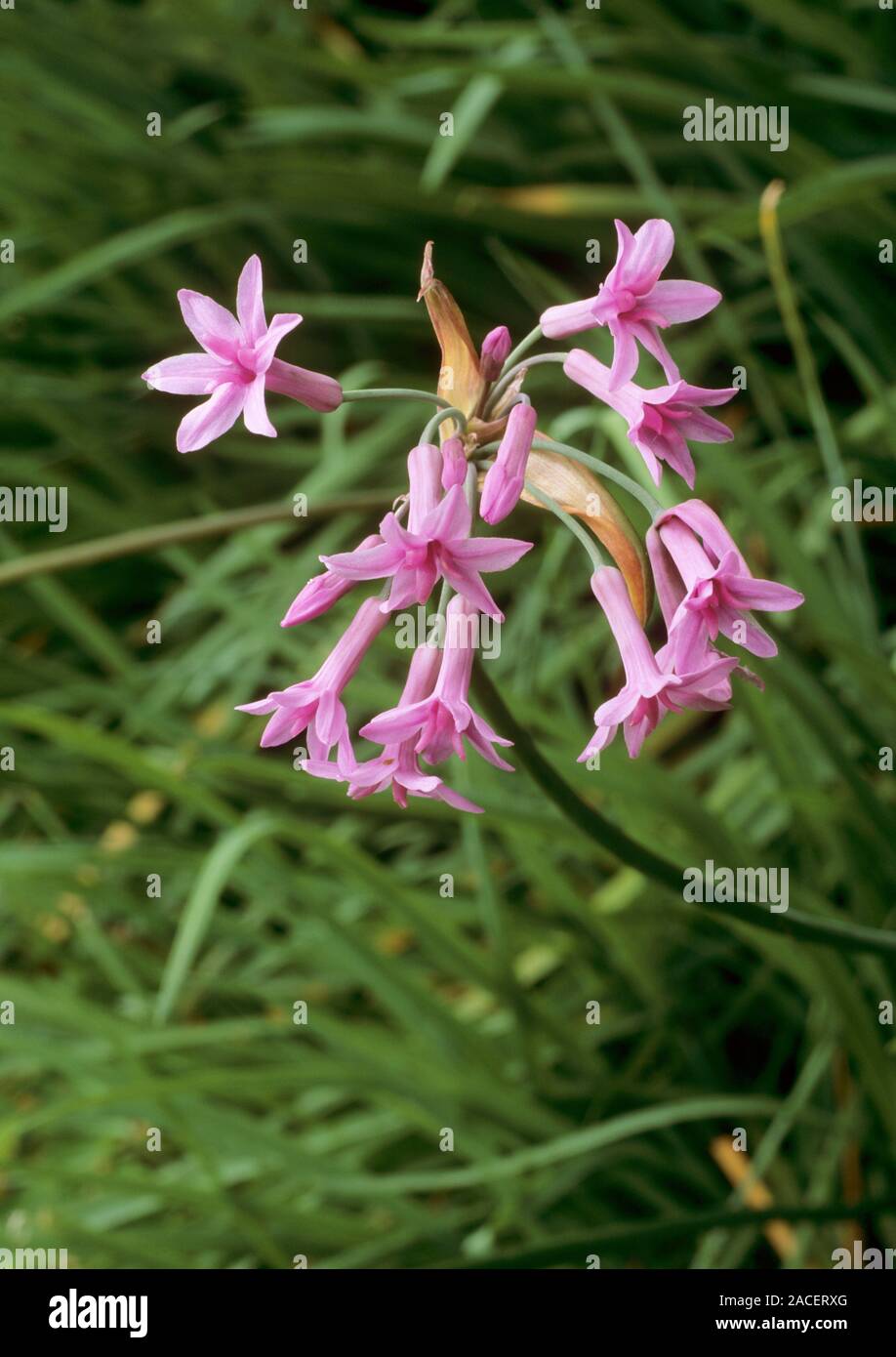 Society garlic flowers (Tulbaghia violacea). Photographed in late ...