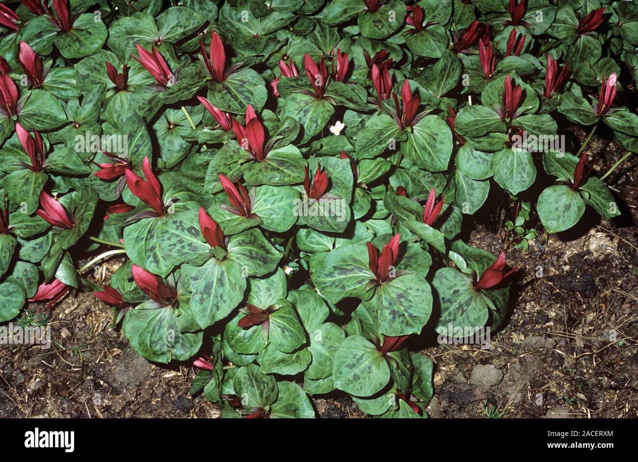Flowering Trillium (Trillium sessile 'Chloropetalum'). Known also as ...