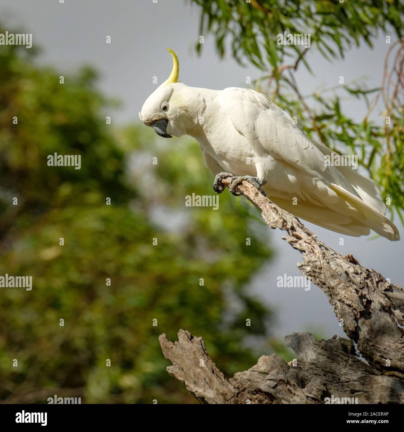 Sulphur Crested Cockatoo - By the Condamine River in Warwick Stock ...