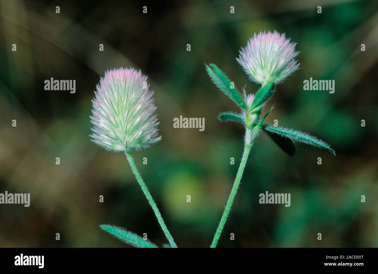 Hare's foot clover flowers (Trifolium arvense Stock Photo - Alamy