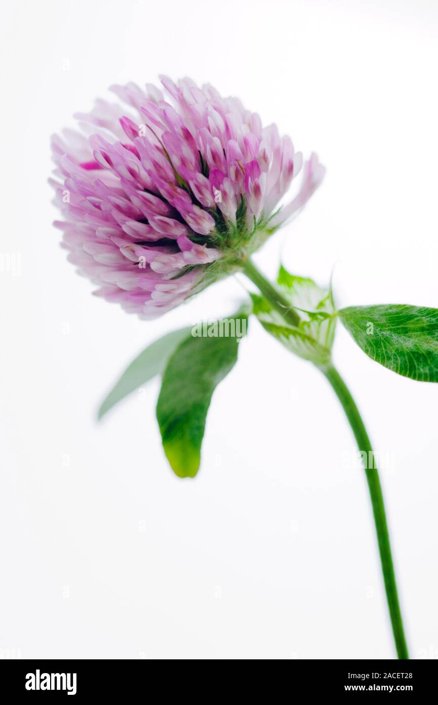 Red clover flowers (Trifolium pratense Stock Photo - Alamy