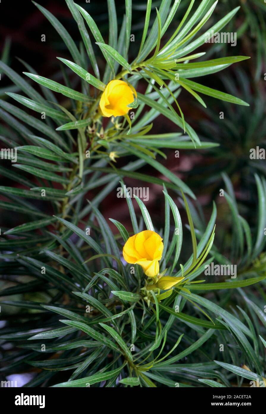 Yellow oleander (Thevetia peruviana). These flowers are native to ...