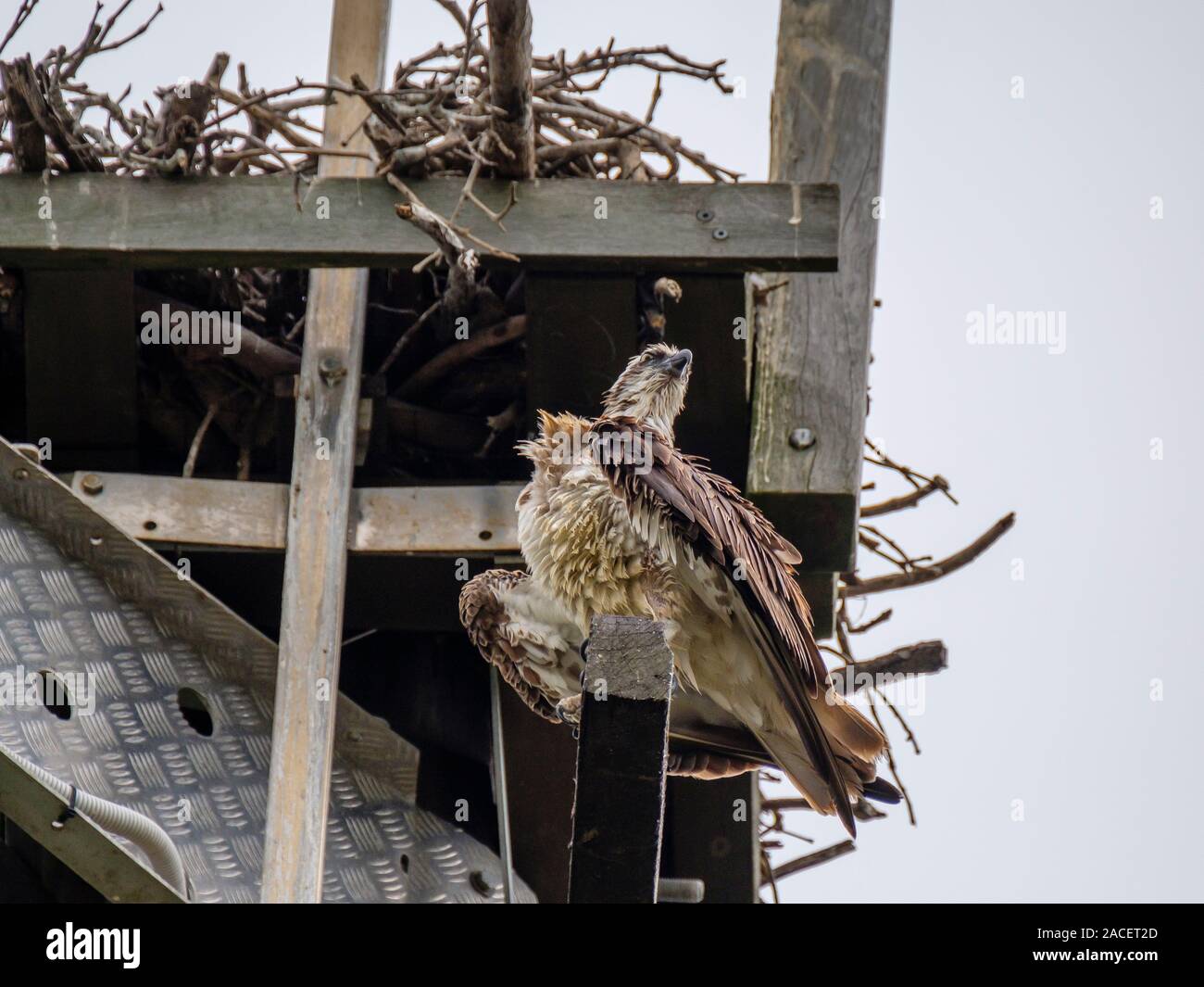 Osprey - Osprey House, Dohles Rocks Stock Photo - Alamy