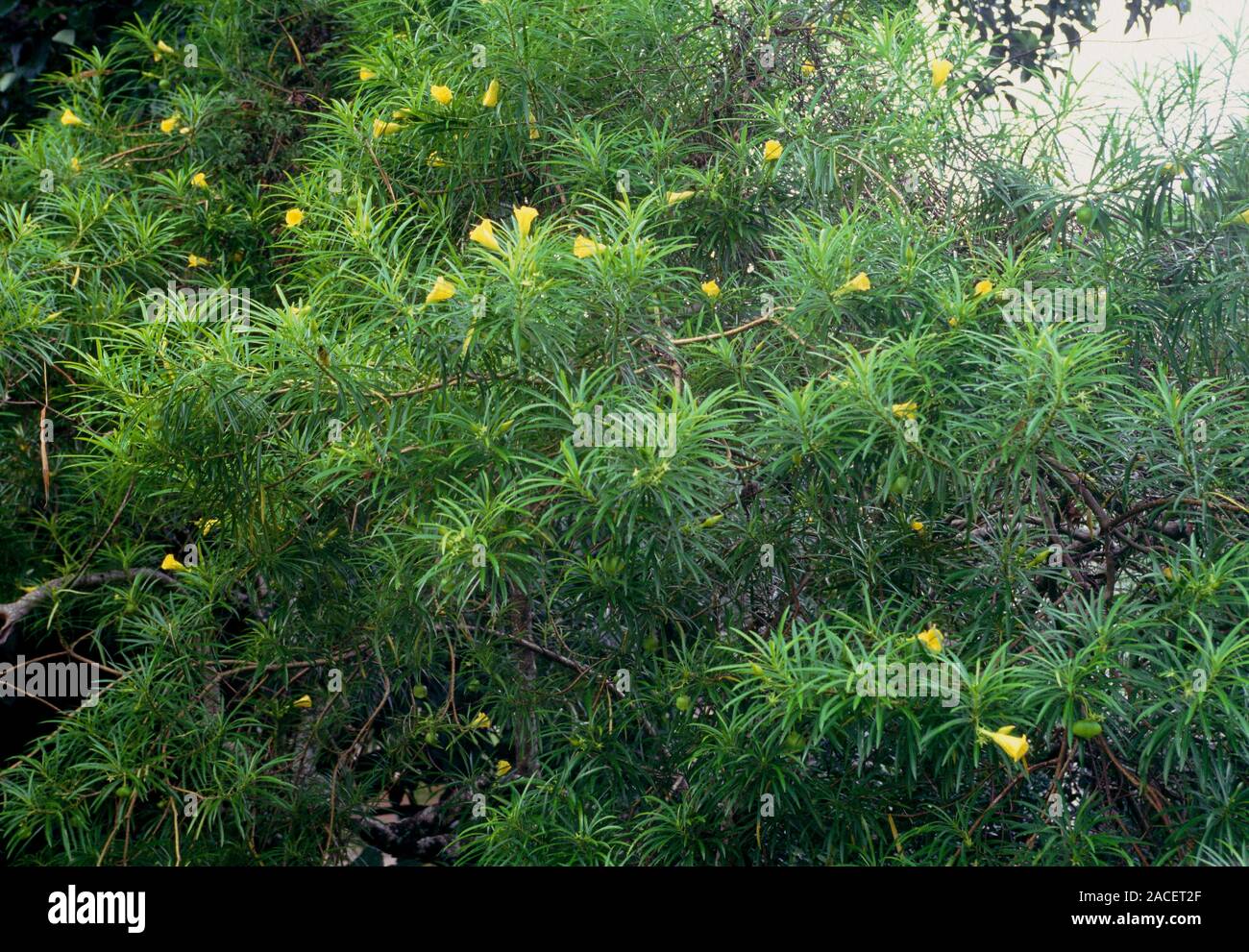 Bi-still tree (Thevetia nereifolia). This plant is native to tropical ...