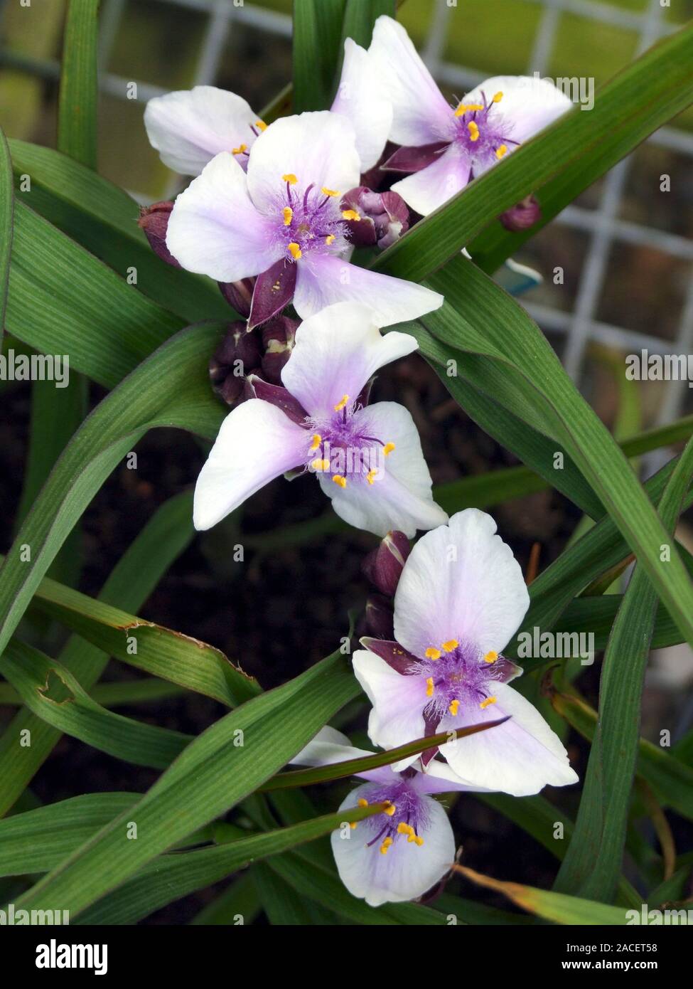 Dwarf virginia spiderwort flowers (Tradescantia x andersoniana ...