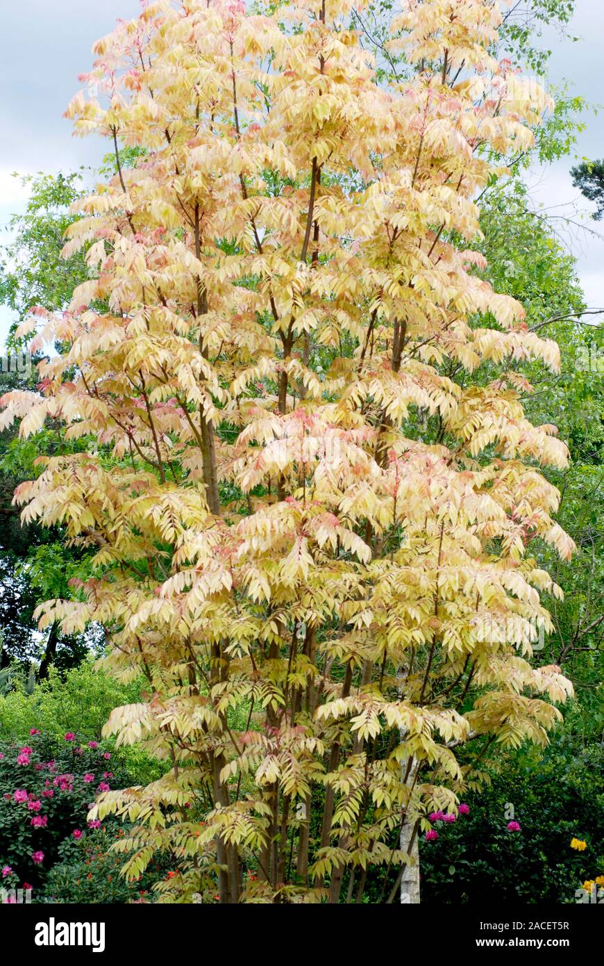 Toona tree (Toona sinensis 'Flamingo'). Photographed at RHS Wisley, UK ...