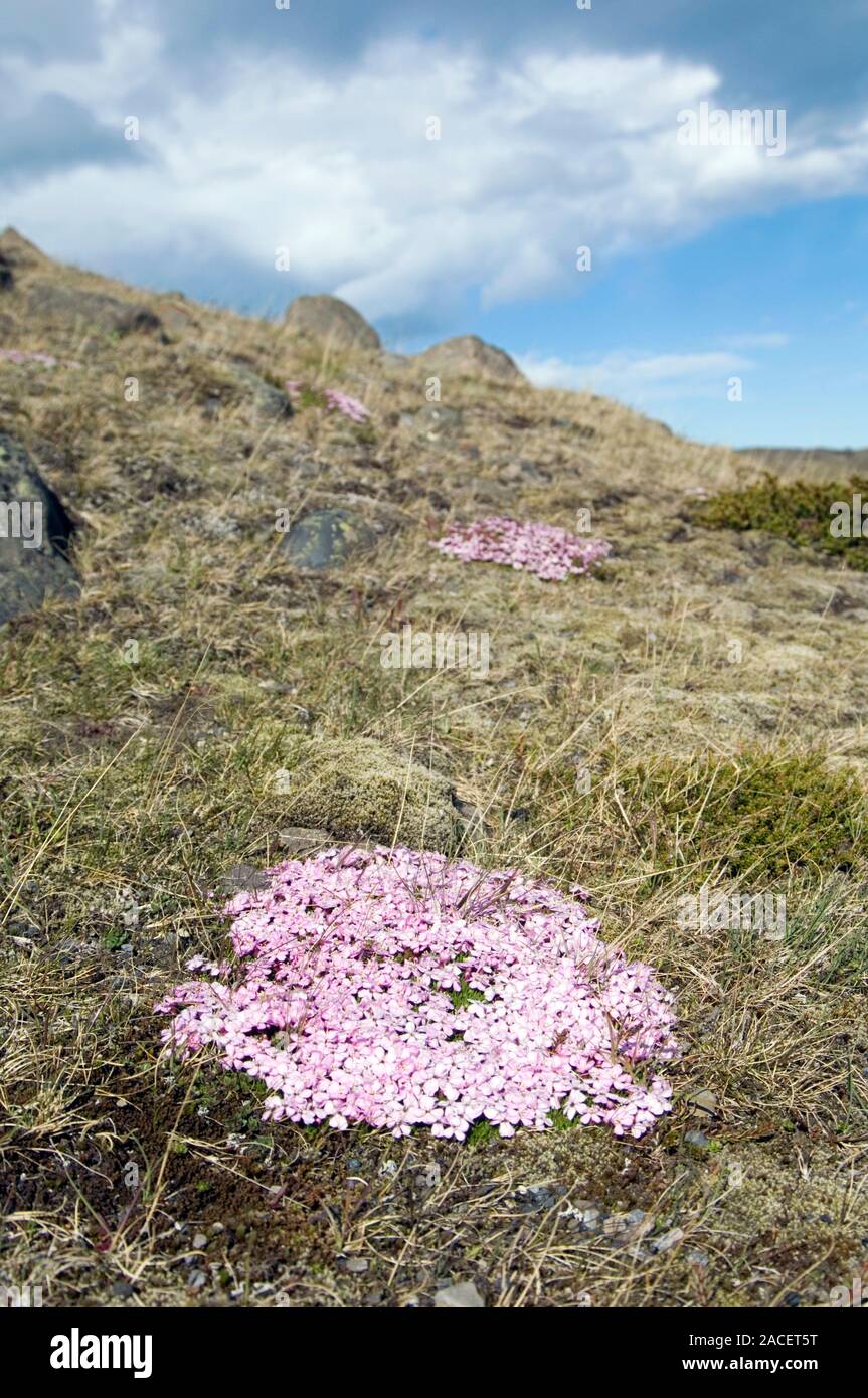 Wild thyme (Thymus sp.) on a hillside. Photographed in Iceland Stock ...