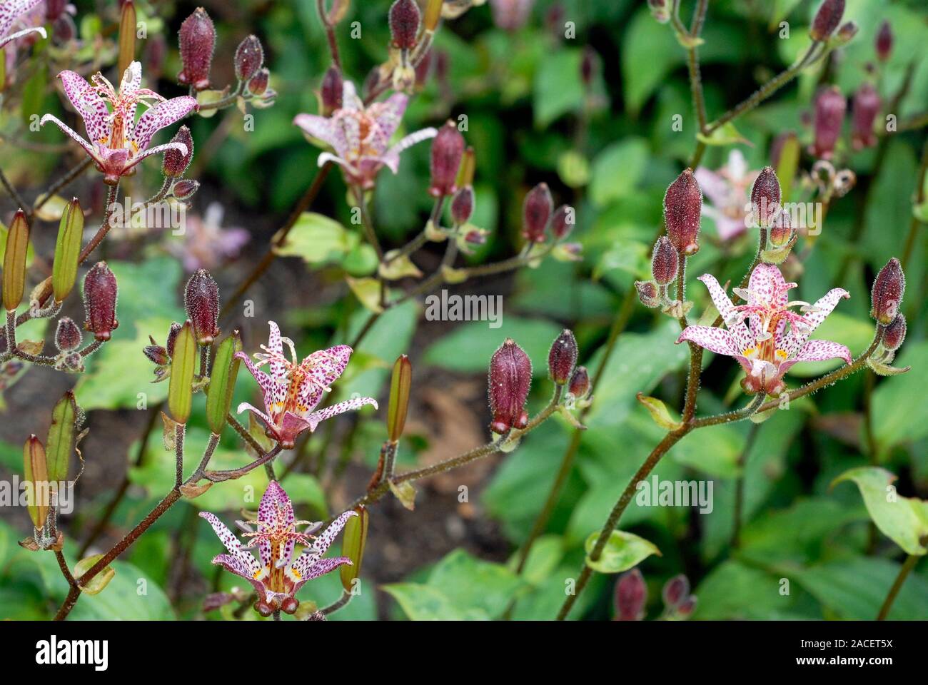 Toad lily flowers (Tricyrtis formosana). Photographed in September ...