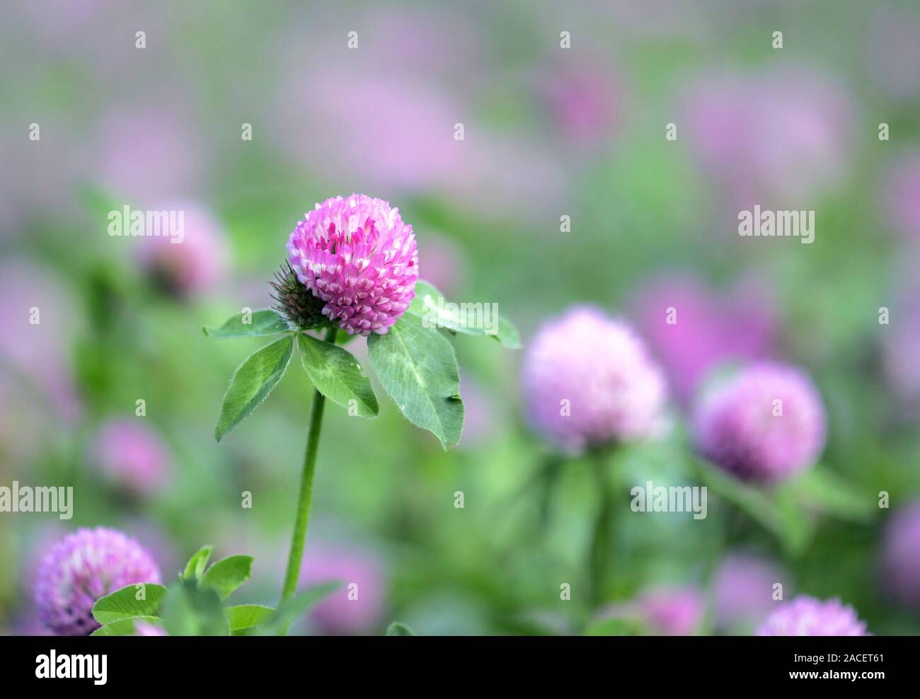 Red clover flower (Trifolium pratense). This species of clover is ...